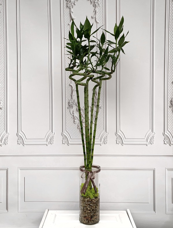 Bambu Bakımı ve Çoğaltılması | Wish Flowers & Design