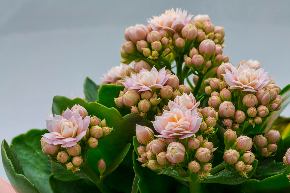 Kalanşo Çiçeği Bakımı, Yetiştirilmesi ve Çoğaltılması | Wish Flowers ...